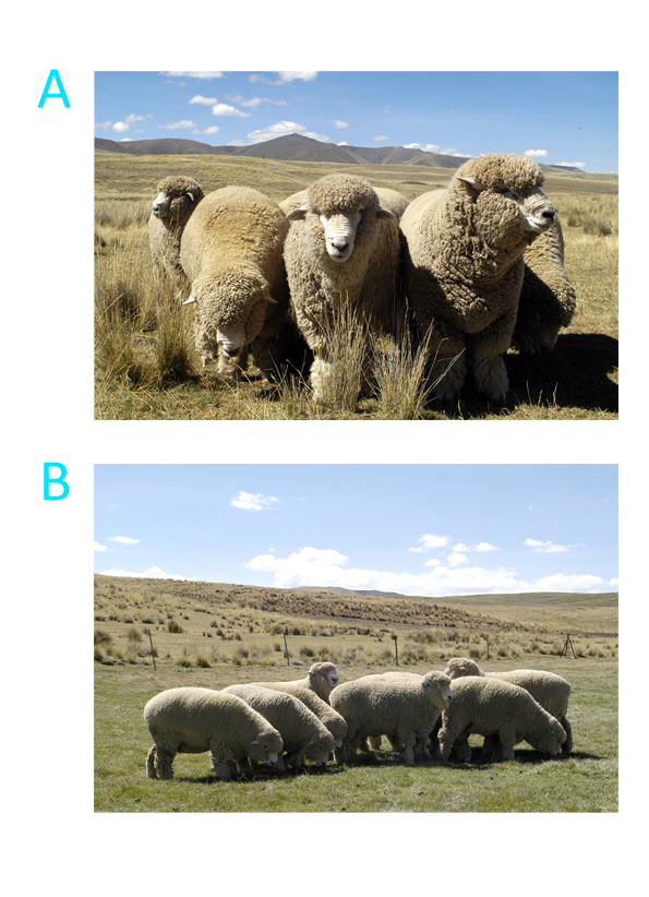 Wool Creation Process - BEYOND THE STITCH